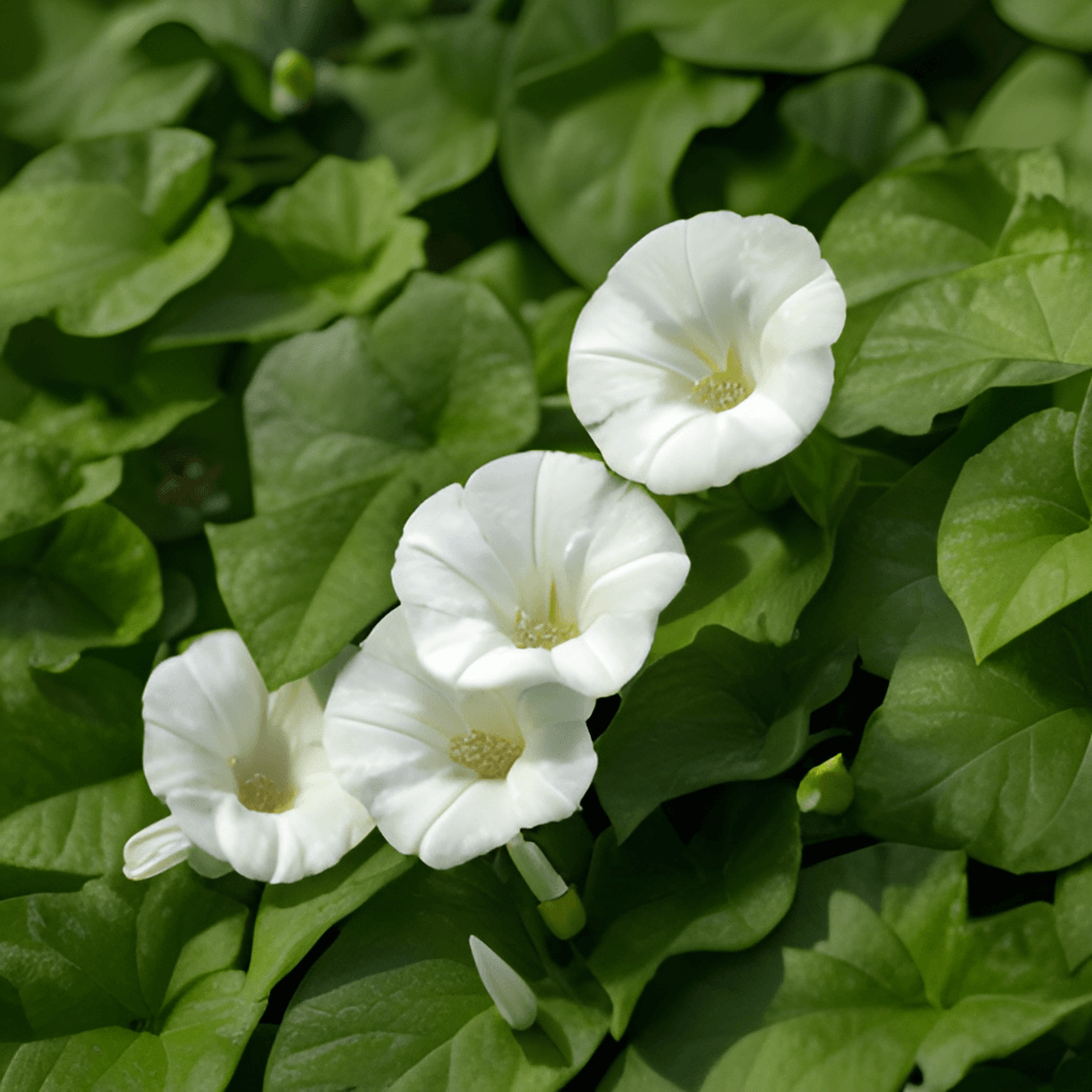 Hedge Bindweed Identification & Guide - Muthler Landscaping