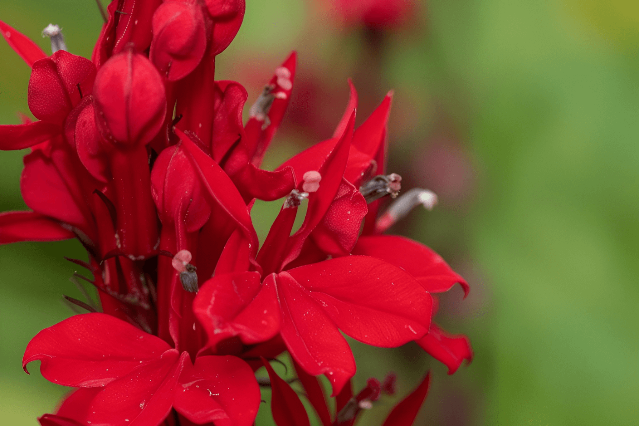 Pennsylvania’s Native Flowers: Our Top Picks For Your Garden