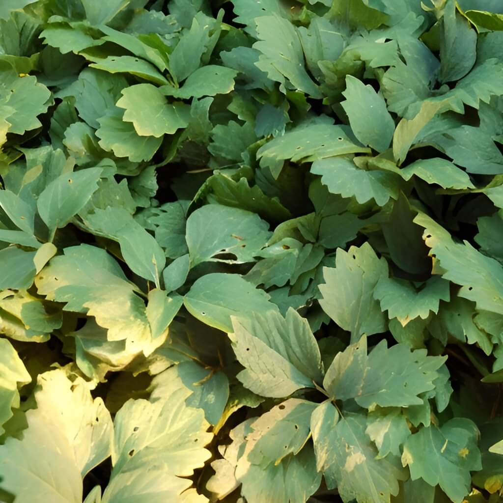 Pennsylvania’s Native Flowers: Our Top Picks For Your Garden